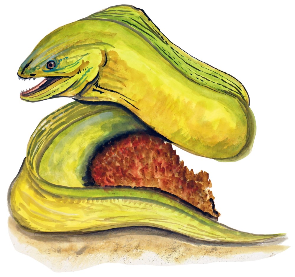 Moray Eel Decal/Sticker [STK706] - $6.99 : Almost Alive Lures, The best ...